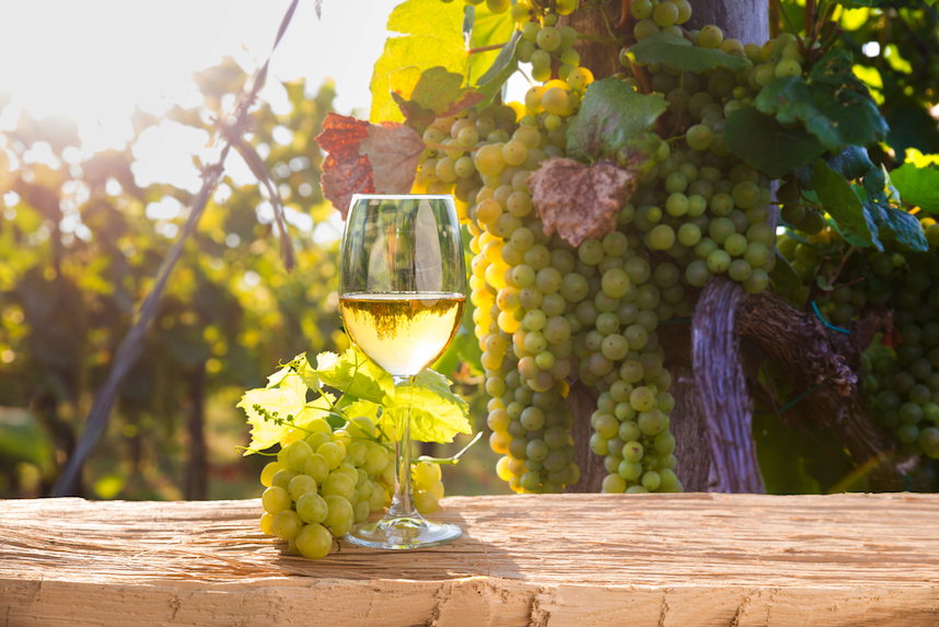 Gavi: caratteristiche e abbinamenti | Svinando | Blog