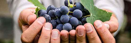 Vignuolo, la Cantina di Andria | Svinando